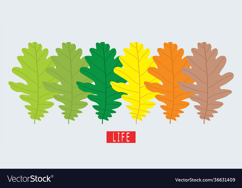 Oak leaf Royalty Free Vector Image - VectorStock