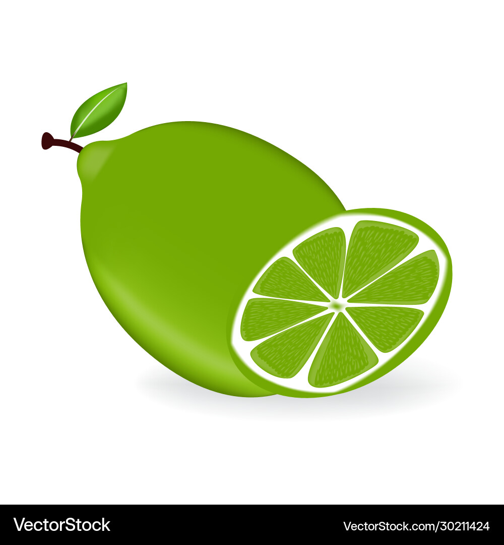 Fresh green lemon fruits with leaf Royalty Free Vector Image