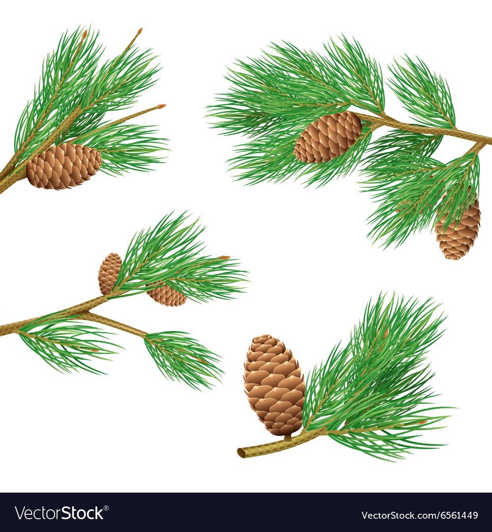 Pine branches set Royalty Free Vector Image - VectorStock