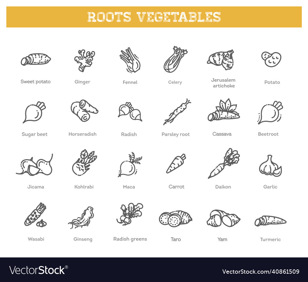 Basic root vegetables thin line icon set Vector Image Basic root vegetables thin line icon set Vector Image