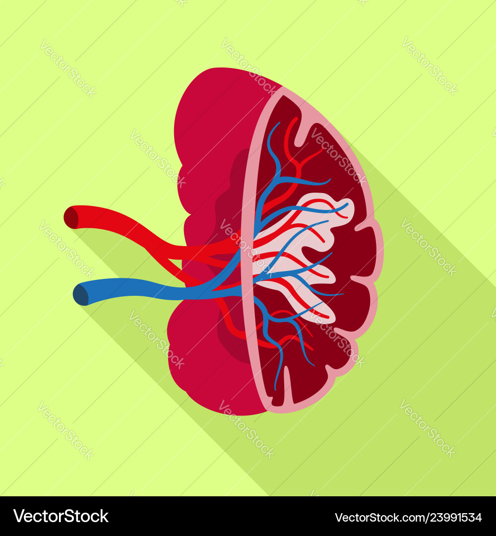 Healthy spleen icon flat style Royalty Free Vector Image