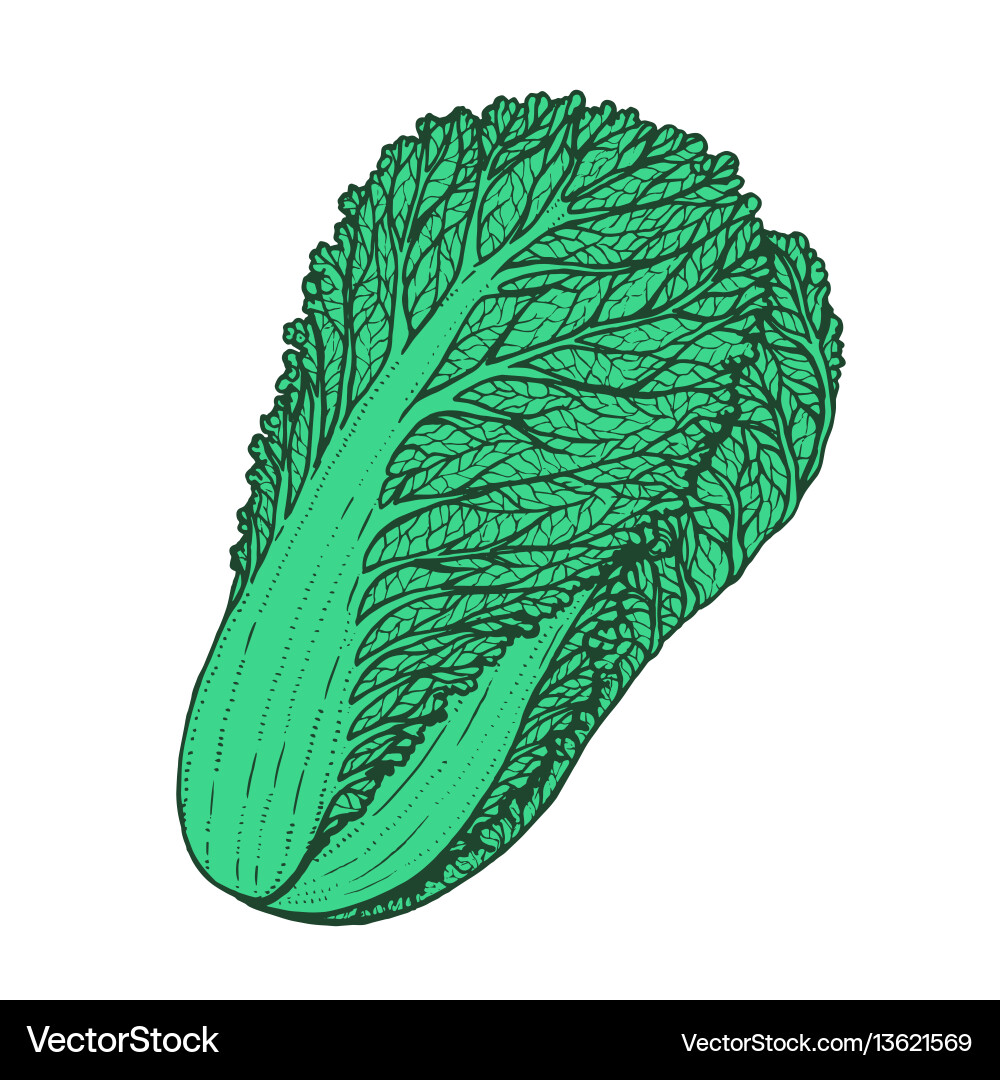 Hand drawn of napa cabbage Royalty Free Vector Image