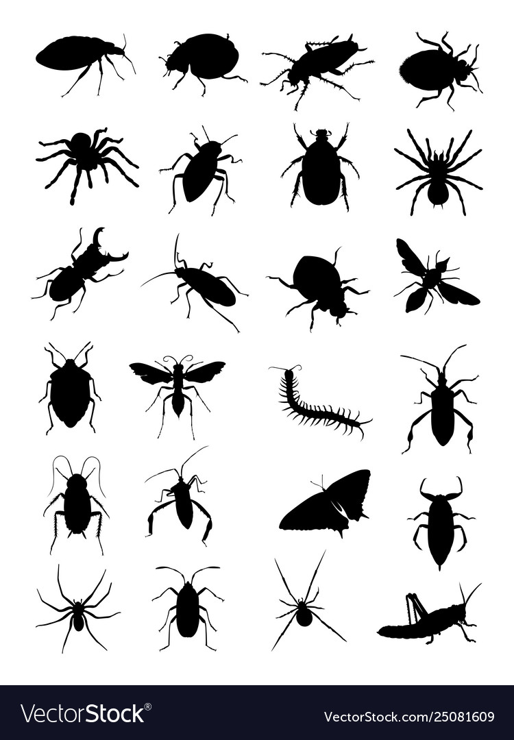 Bugs silhouette Royalty Free Vector Image - VectorStock Bugs silhouette Royalty Free Vector Image - VectorStock