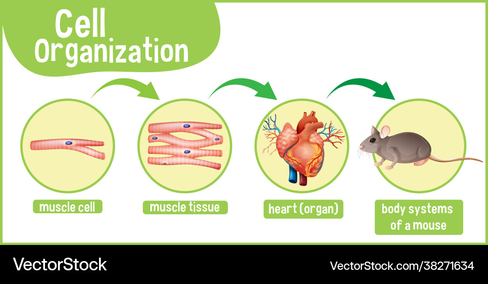 Diagram showing cell organization in a mouse Vector Image