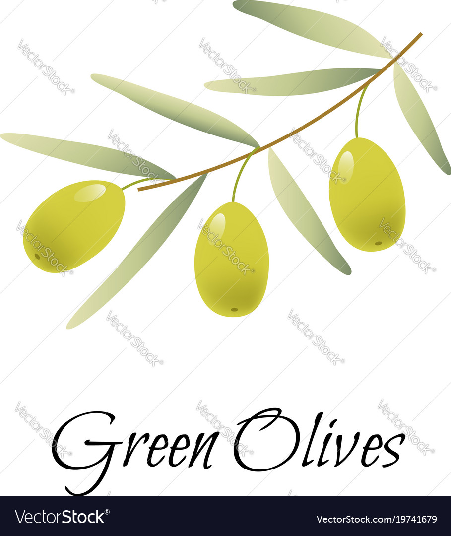 Green olives branch logo label Royalty Free Vector Image Green olives branch logo label Royalty Free Vector Image