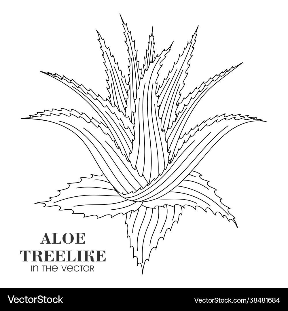 Sketch a treelike aloe on white background Vector Image