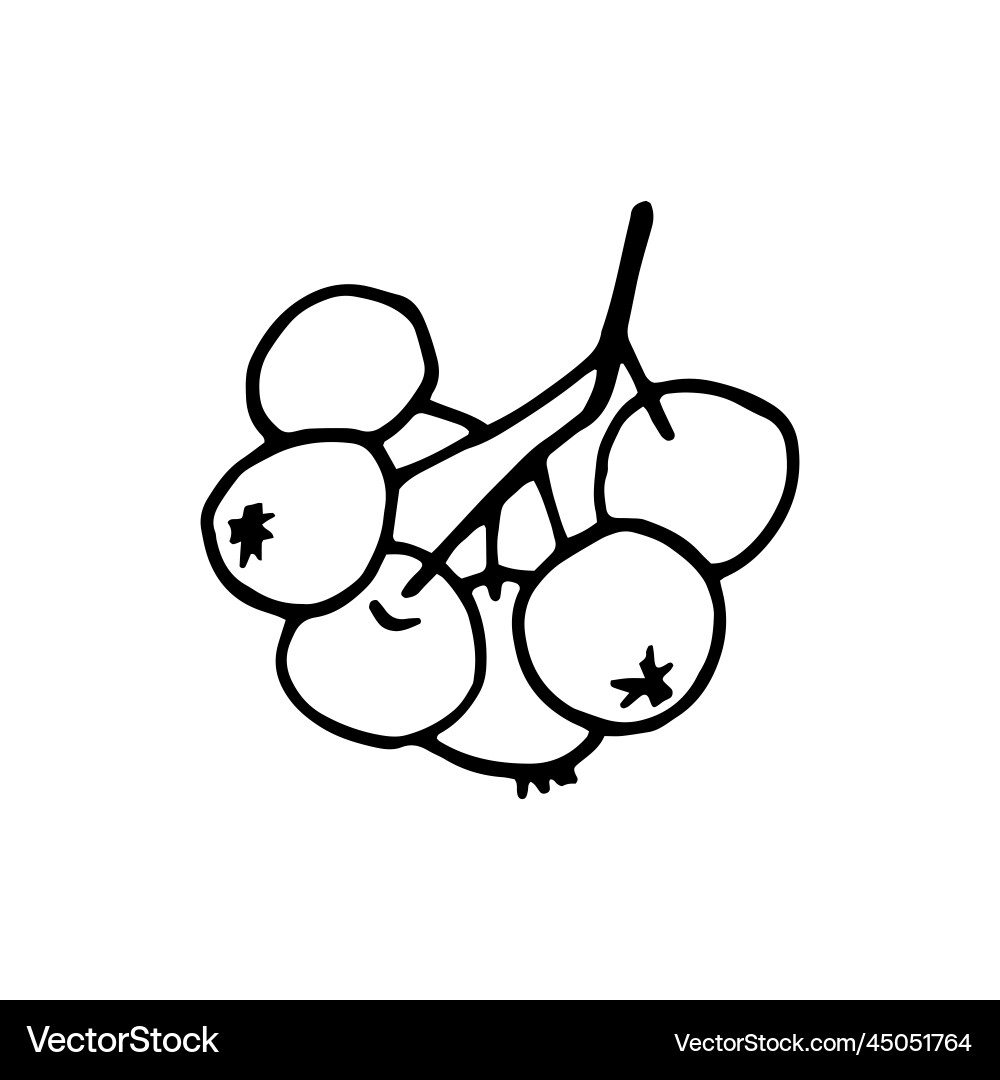 Rowan on a branch with leaves hand drawn Vector Image