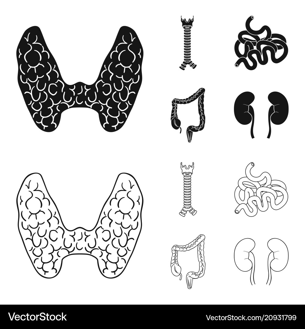Thyroid gland spine small intestine large Vector Image
