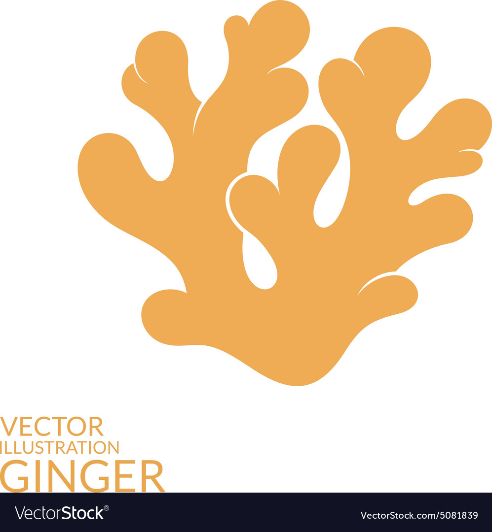 Ginger Royalty Free Vector Image - VectorStock