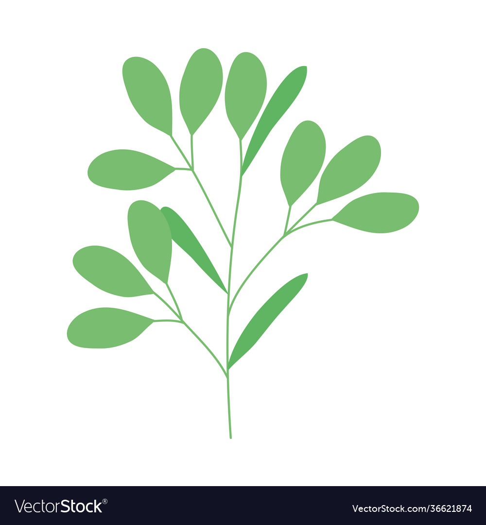 Round Leaves Plant Royalty Free Vector Image Vectorstock