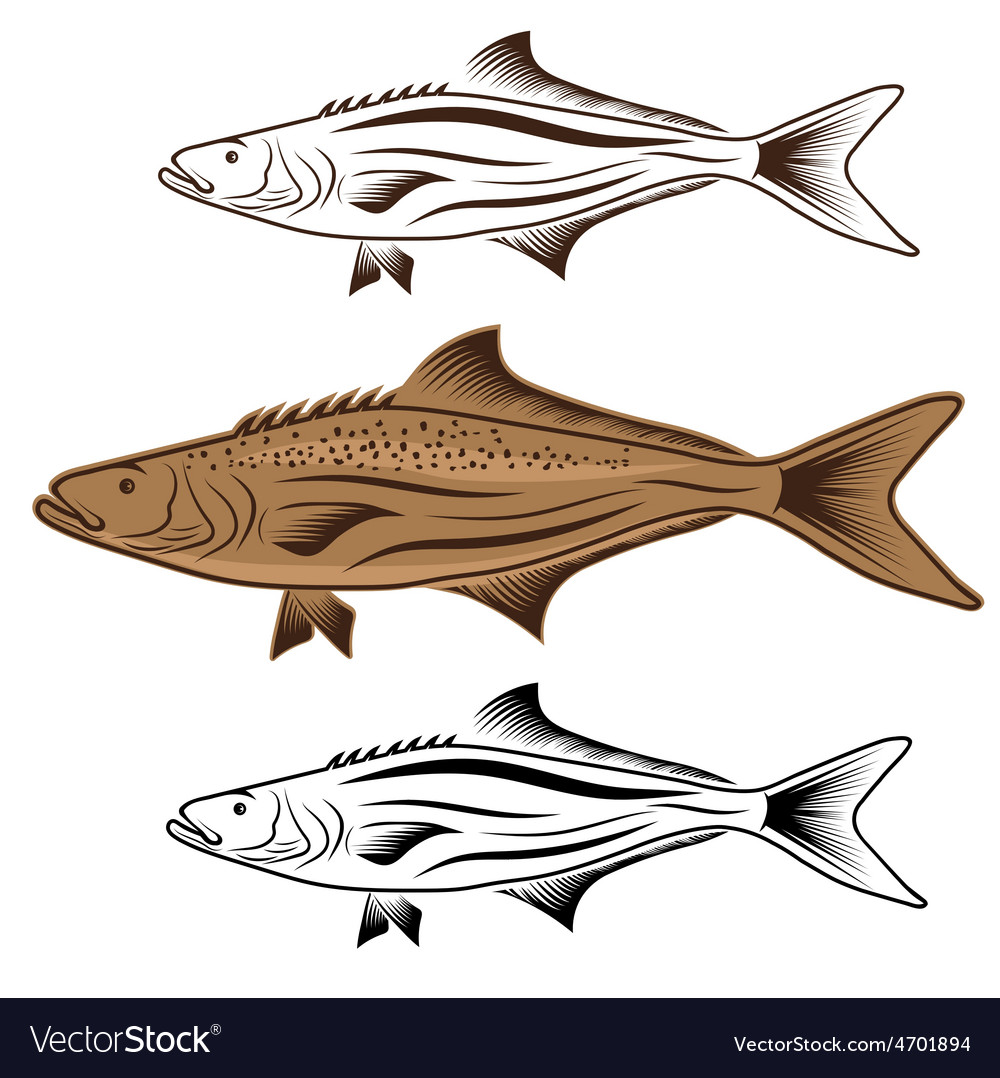 Cod fish design template Royalty Free Vector Image