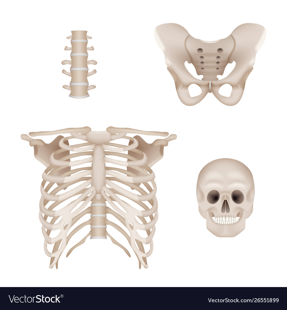 Human skeleton skull and bones anatomy Royalty Free Vector