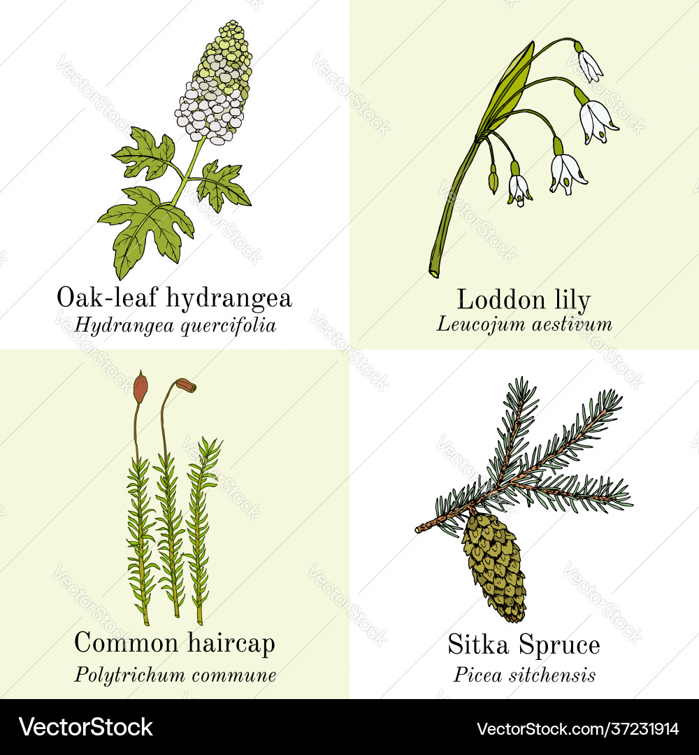 Set edible and medicinal plants Royalty Free Vector Image