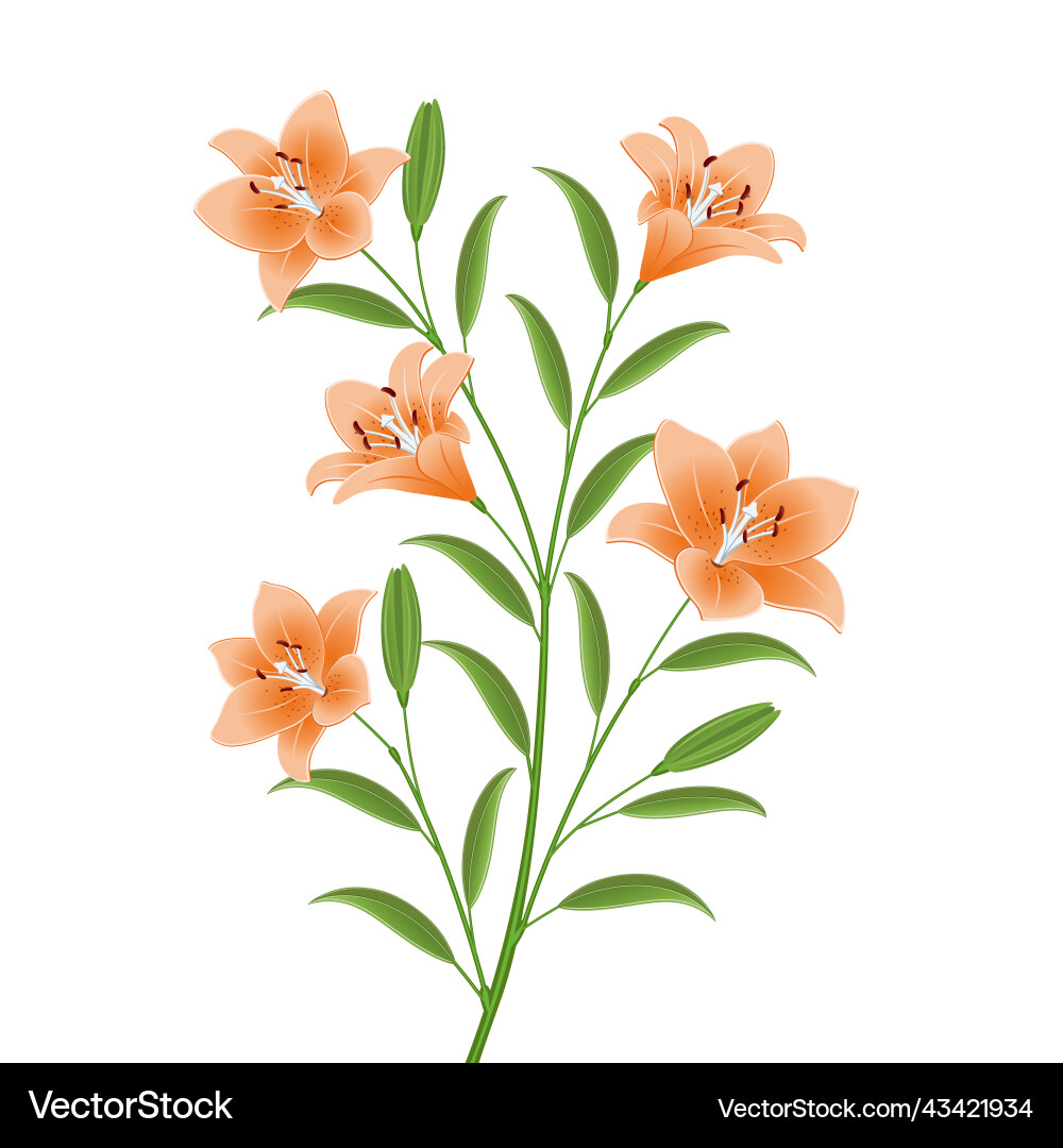 Floral background with lilies Royalty Free Vector Image