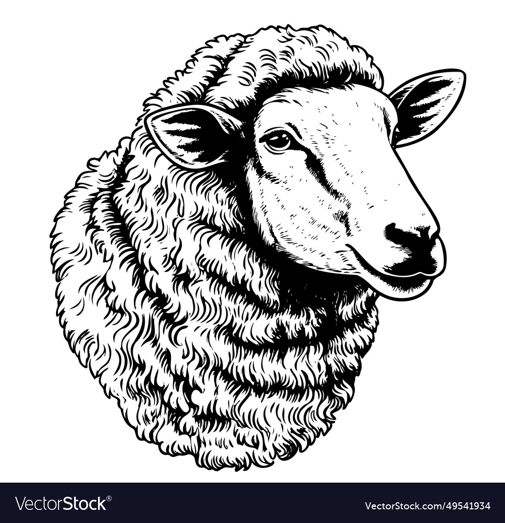 Sheep head portrait drawing Royalty Free Vector Image