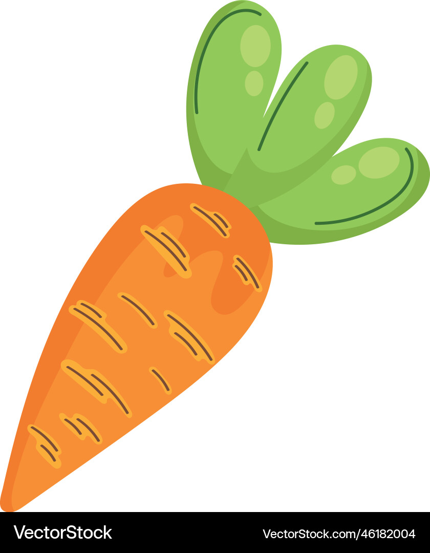 Fresh carrot vegetable Royalty Free Vector Image