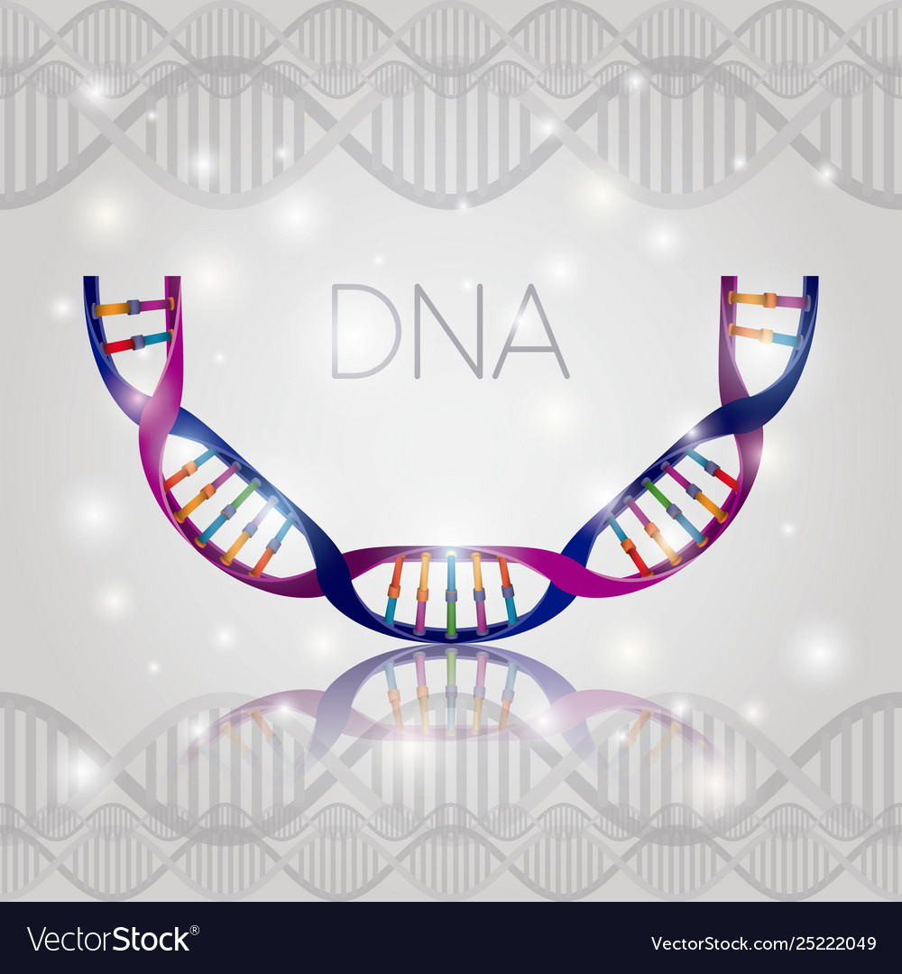 Dna molecule half circle structure pattern Vector Image