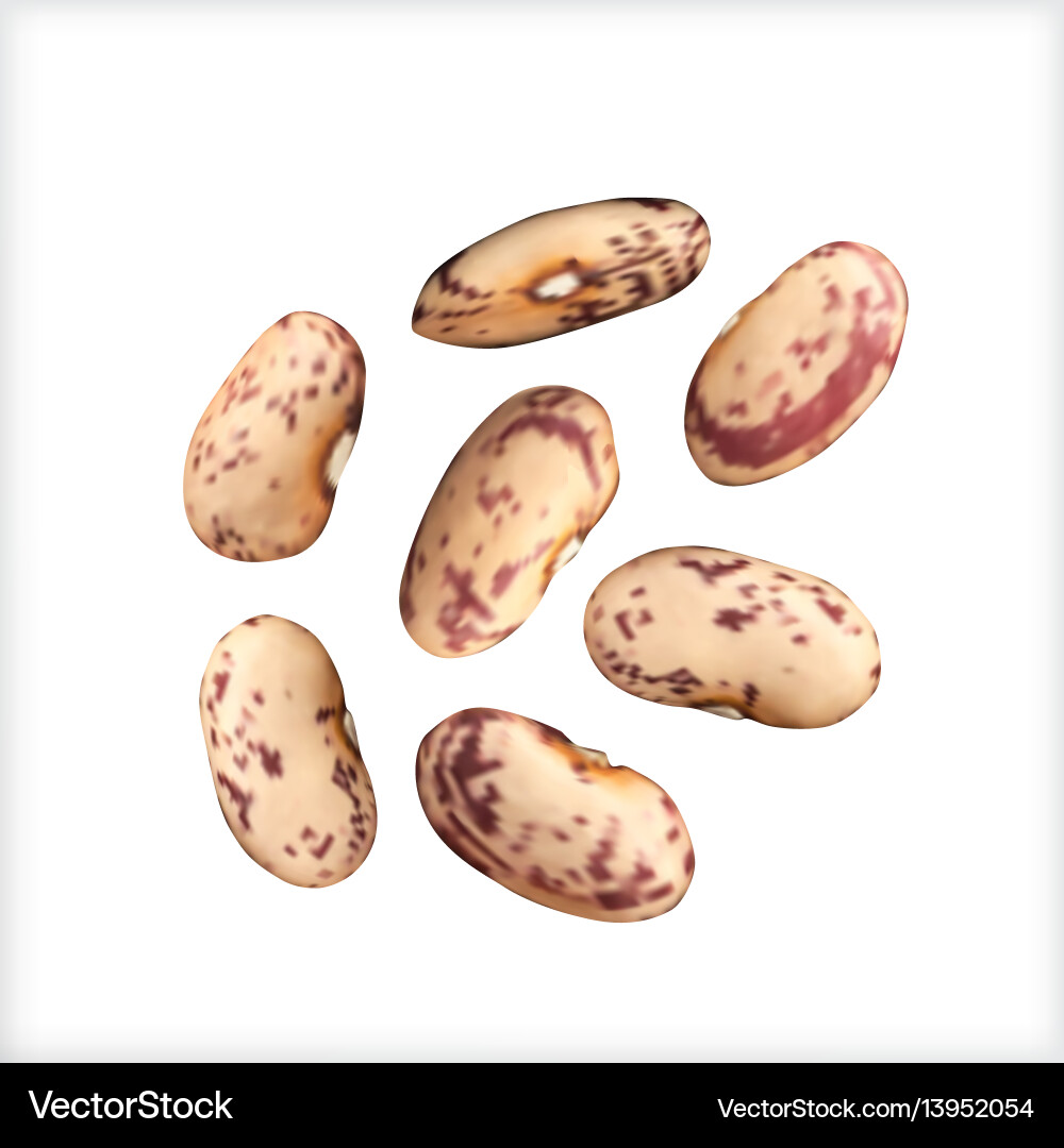 Dry beans isolated Royalty Free Vector Image - VectorStock
