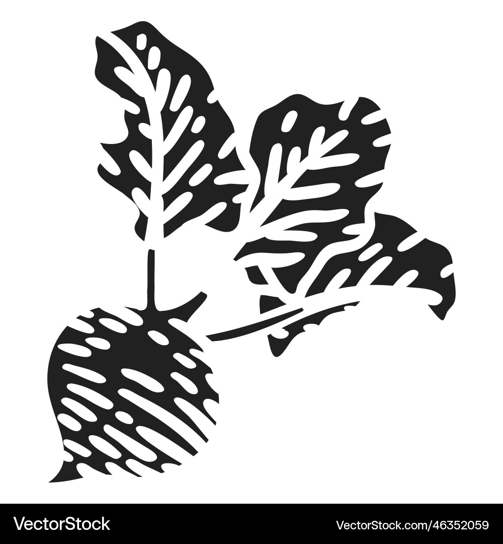 Beet cut out Royalty Free Vector Image - VectorStock