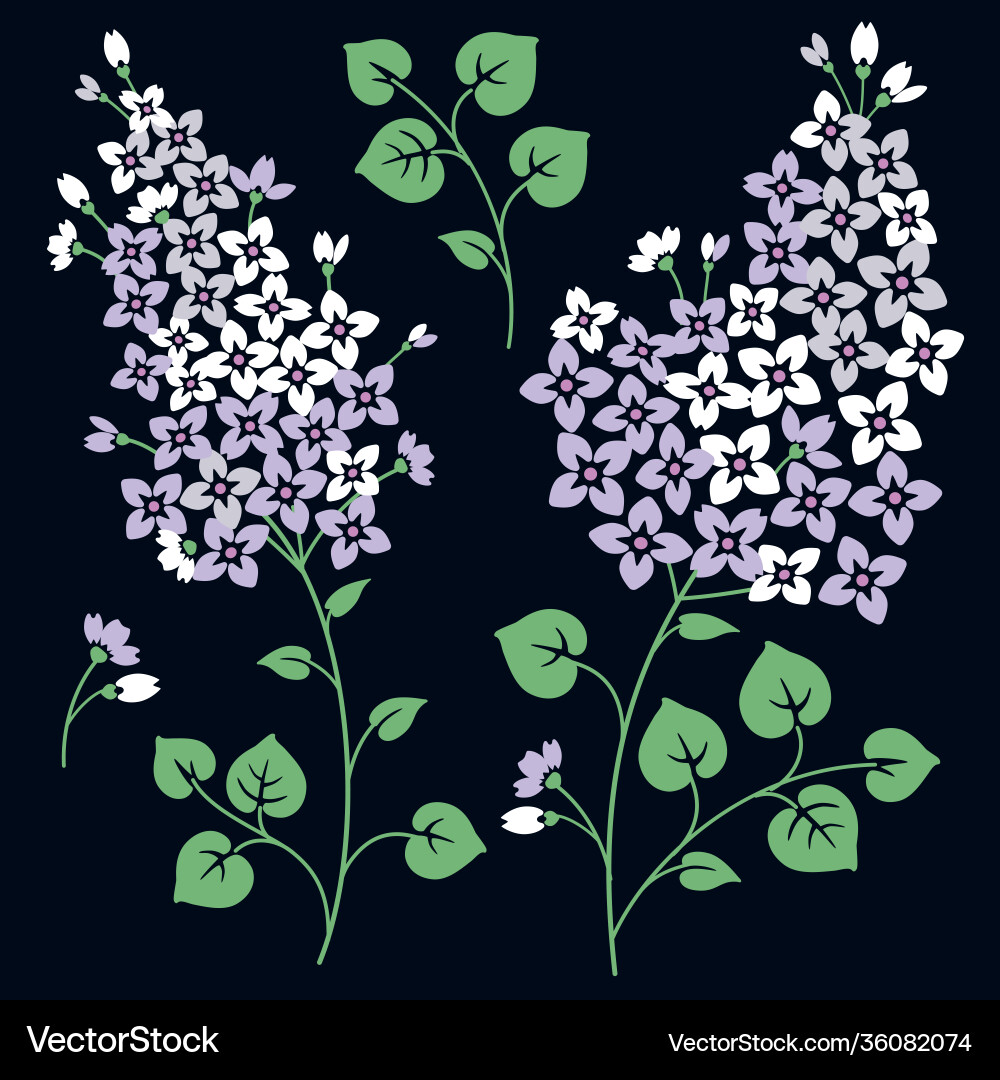 Lilac flowers isolated on a black background Vector Image