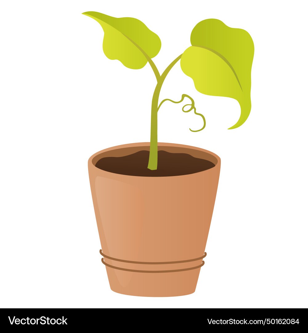 1516 sprout Royalty Free Vector Image - VectorStock