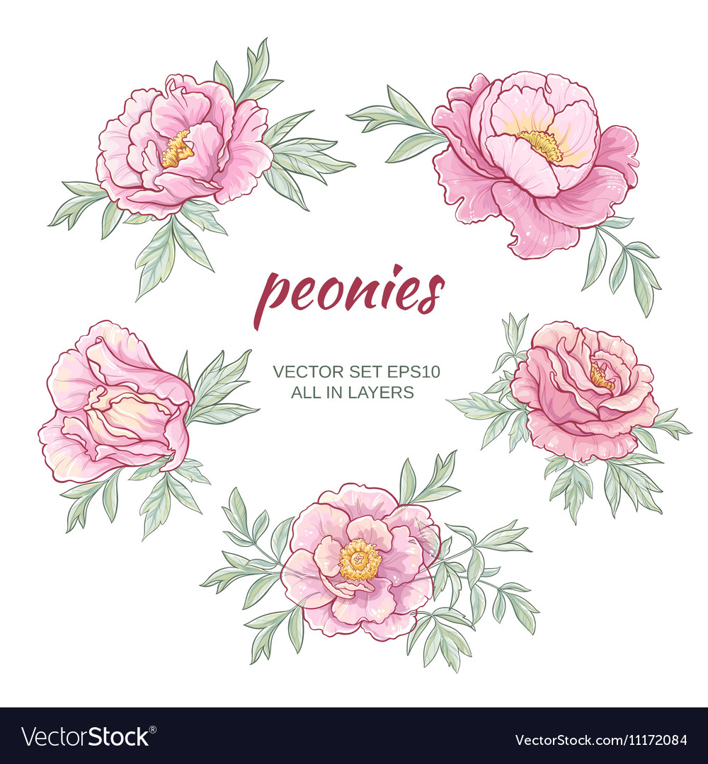 Peonies set Royalty Free Vector Image - VectorStock