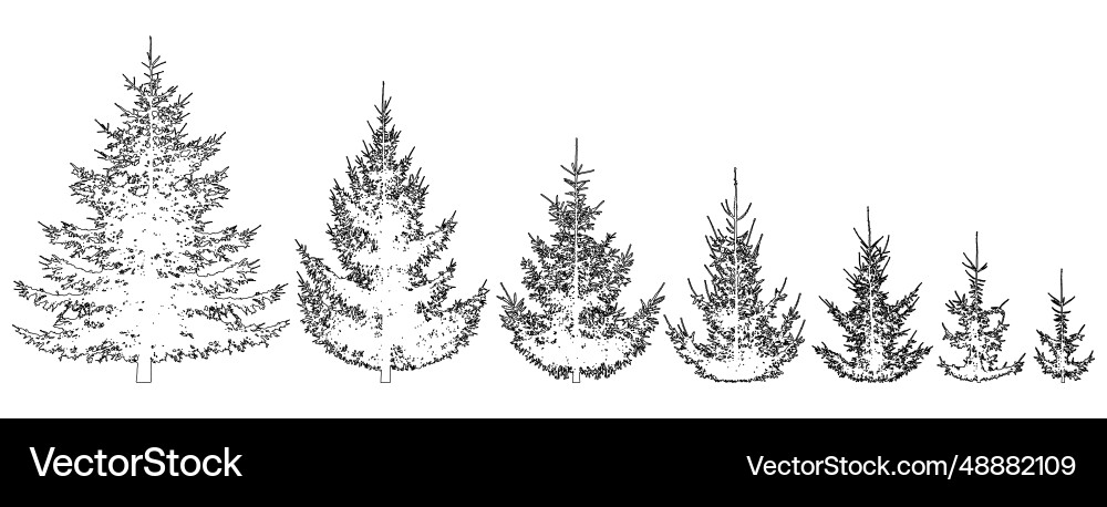 Growth spruce tree life process of growing fir Vector Image