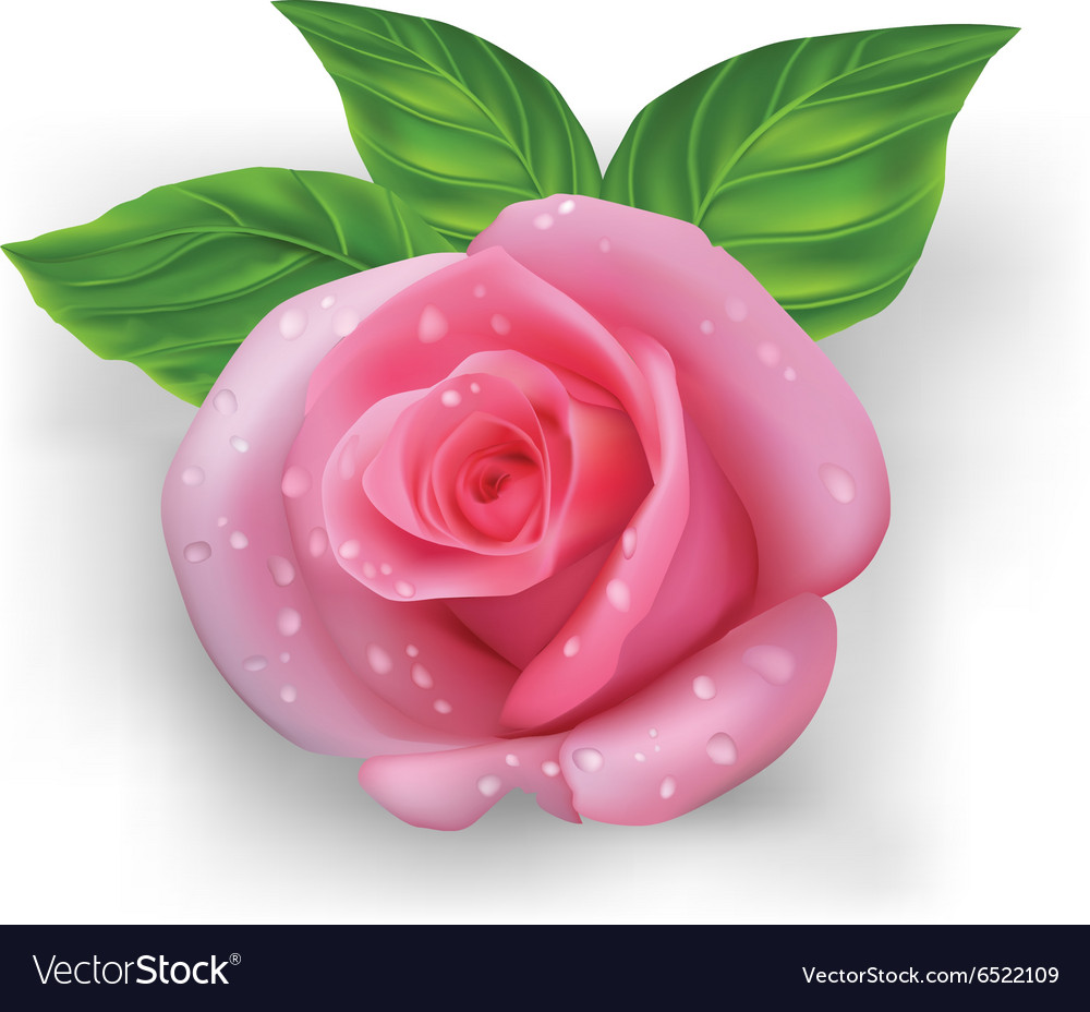 Pink rose Royalty Free Vector Image - VectorStock