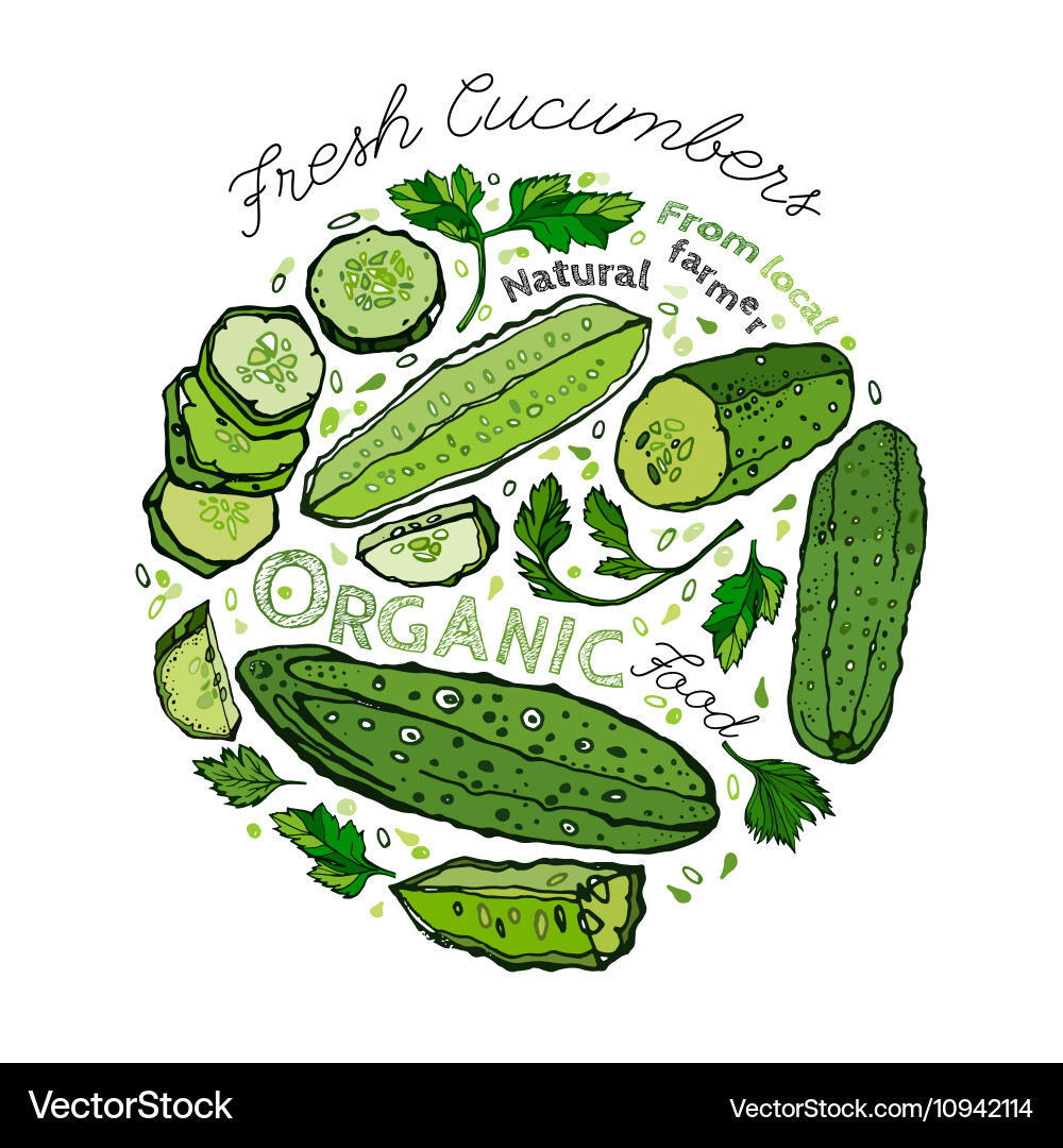 Hand drawn cucumber 02 Royalty Free Vector Image