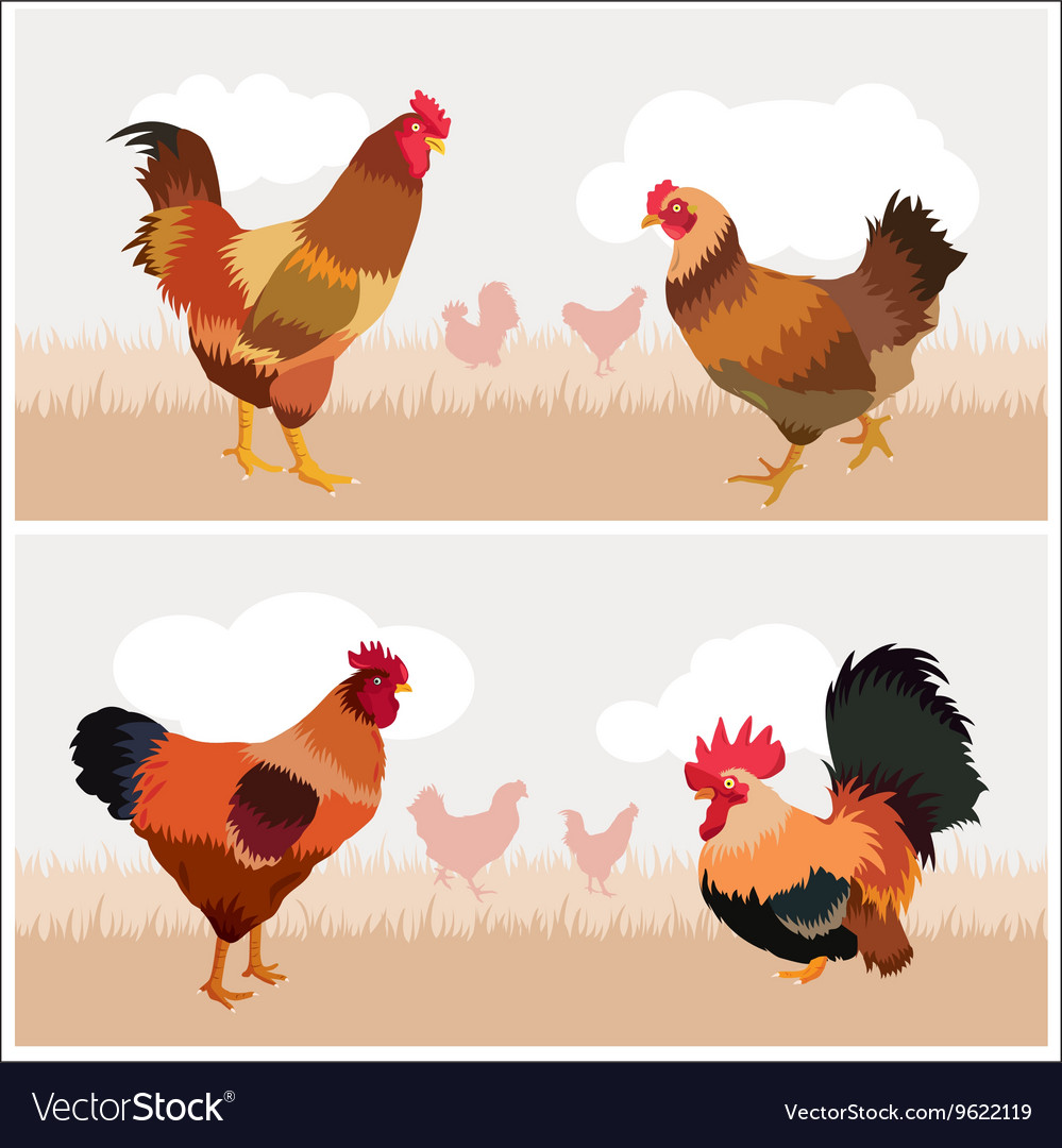 Chicken Royalty Free Vector Image - VectorStock