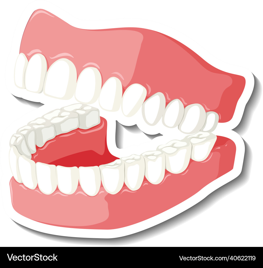 Teeth with gum model on white background Vector Image