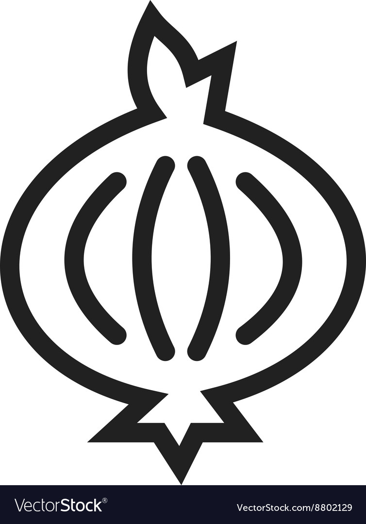 Onion Royalty Free Vector Image - VectorStock