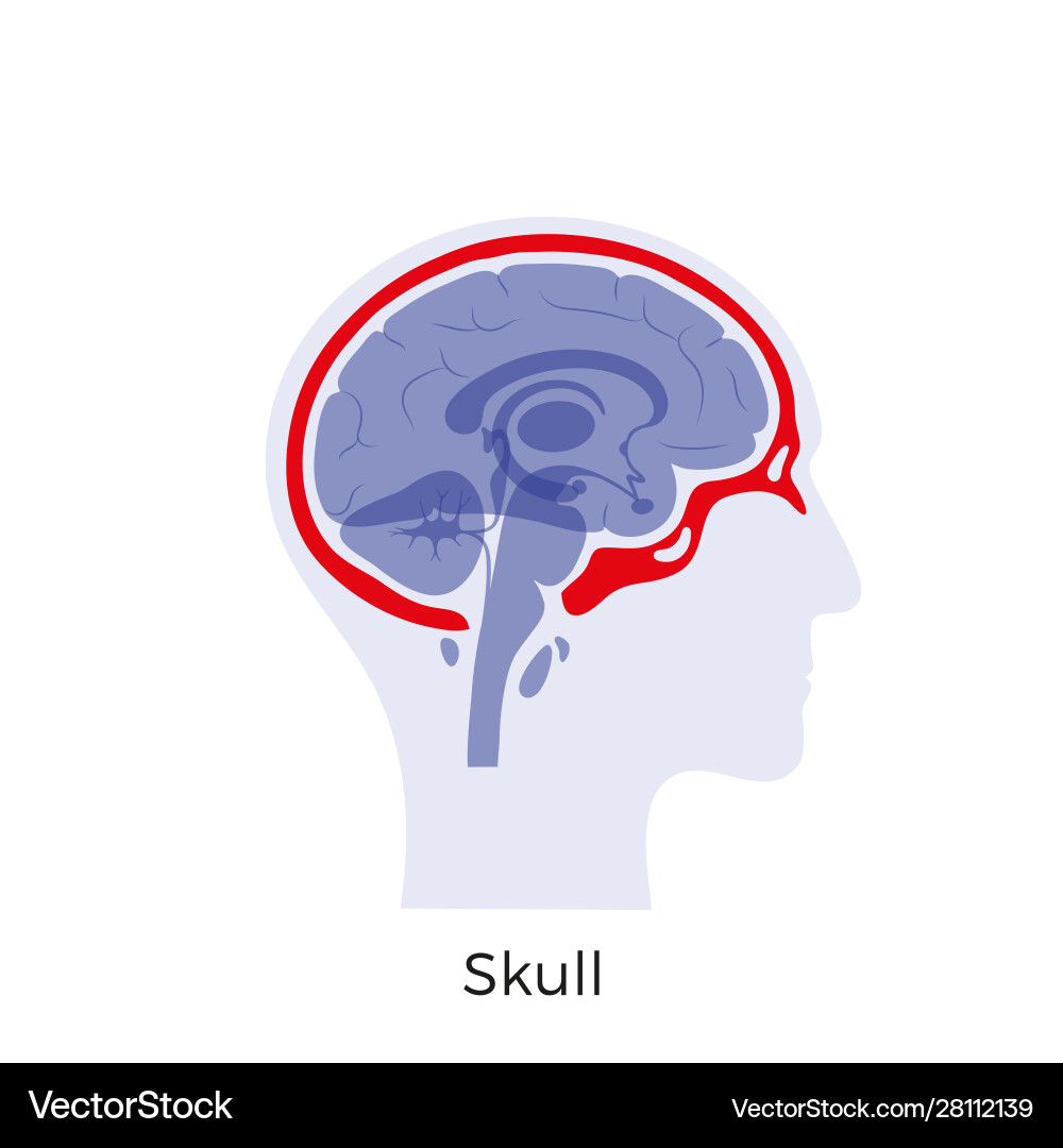 Isolated skull Royalty Free Vector Image - VectorStock