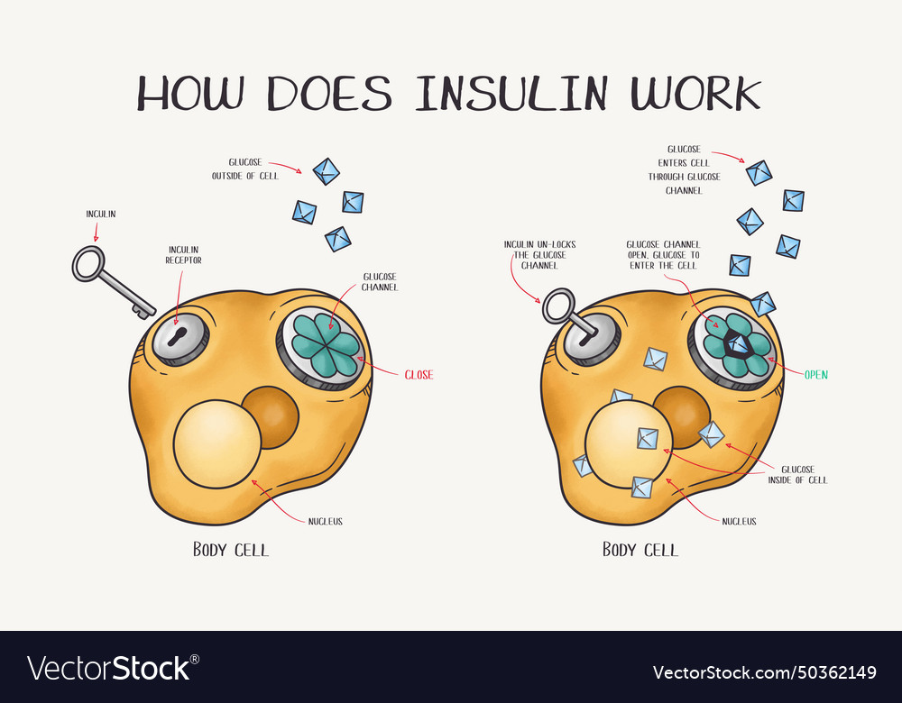 Hand drawn explaining how does insulin work Vector Image