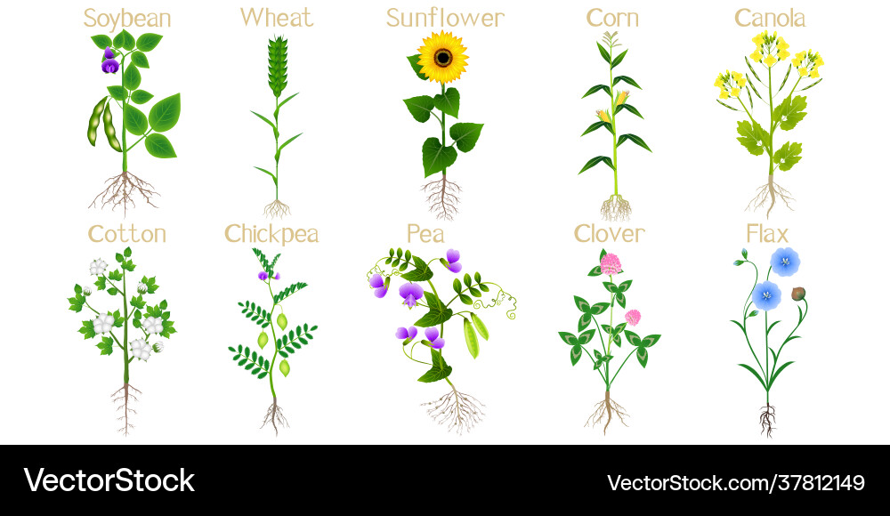Set technical plants Royalty Free Vector Image