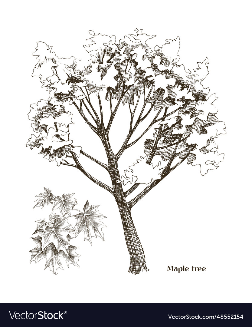 Hand drawn maple tree Royalty Free Vector Image