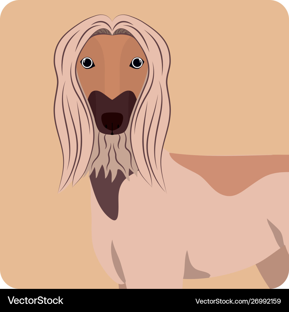 Cute galgo afgano dog on white background Vector Image