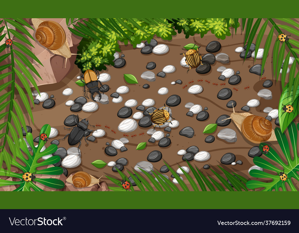 Top view different types insect Royalty Free Vector Image