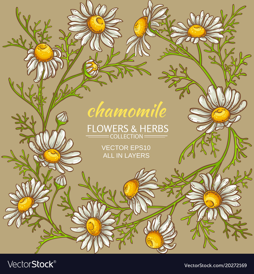 Chamomile frame Royalty Free Vector Image - VectorStock