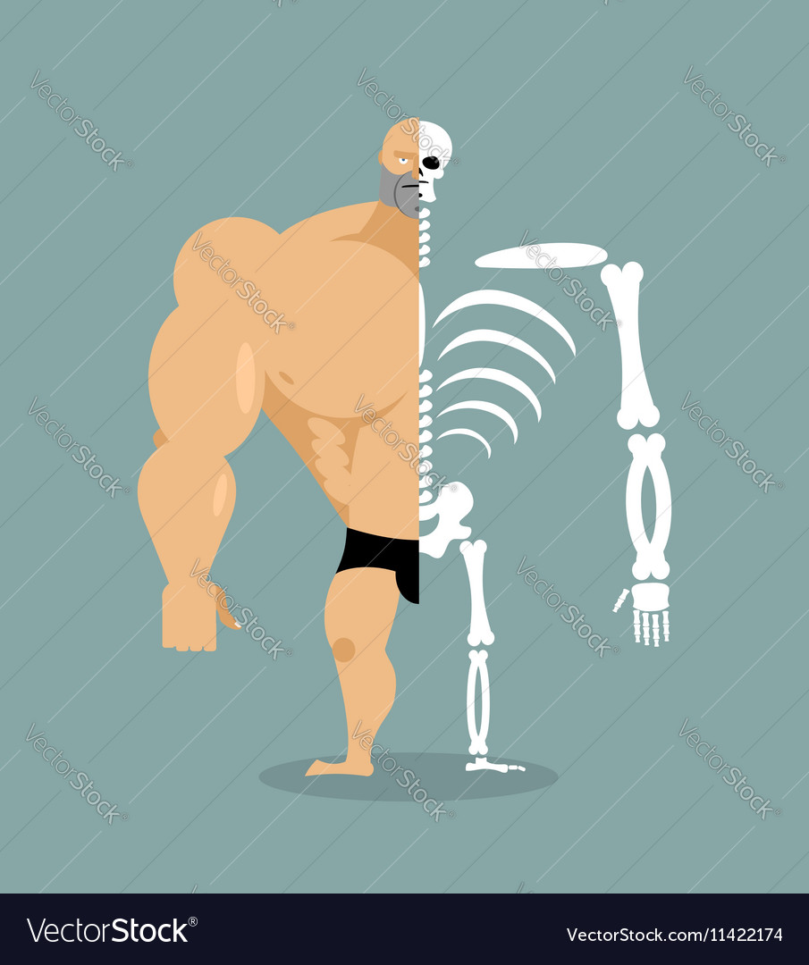 Human structure skeleton men construction Vector Image