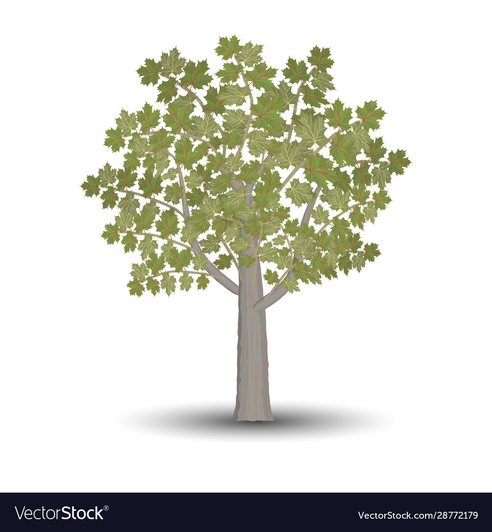 Maple tree isolated on white background Royalty Free Vector