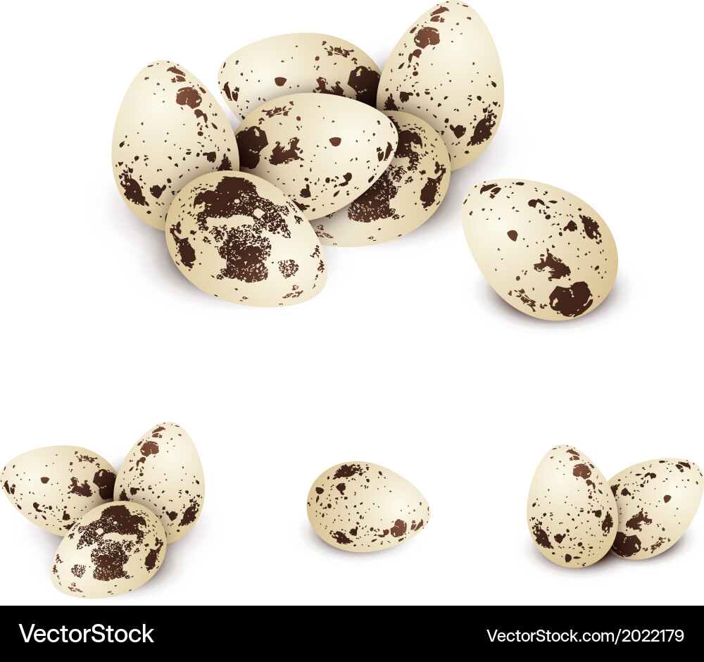 Quail egg Royalty Free Vector Image - VectorStock