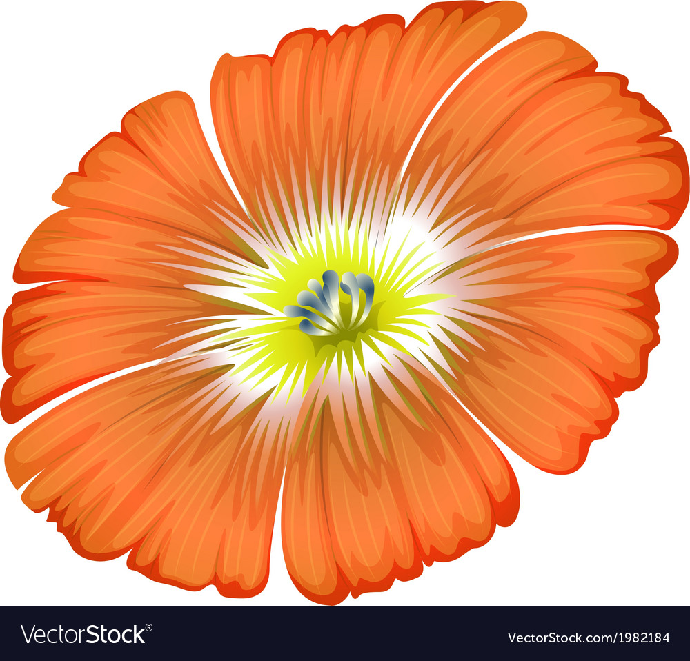 An orange flower Royalty Free Vector Image - VectorStock