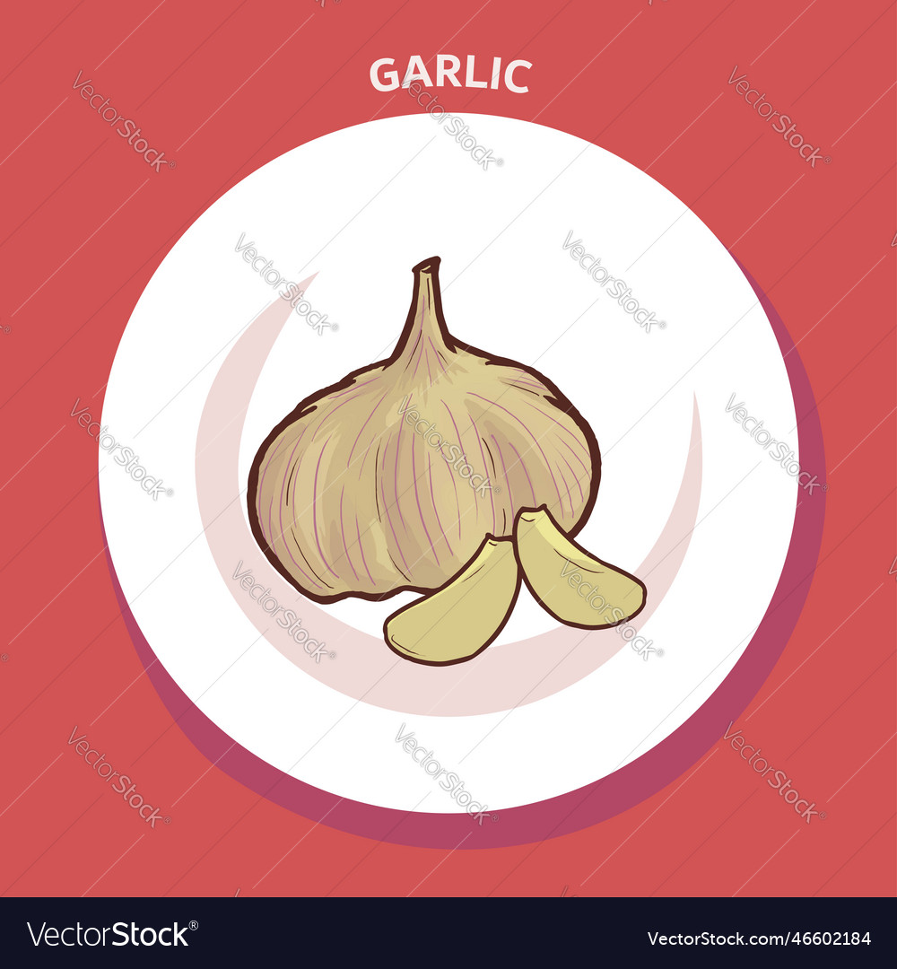 Garlic Royalty Free Vector Image - VectorStock