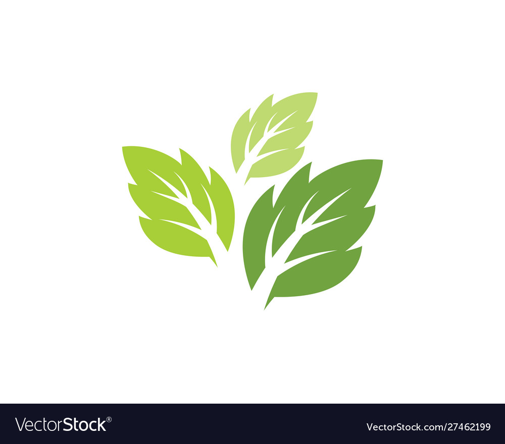 Tree leaf icon template Royalty Free Vector Image