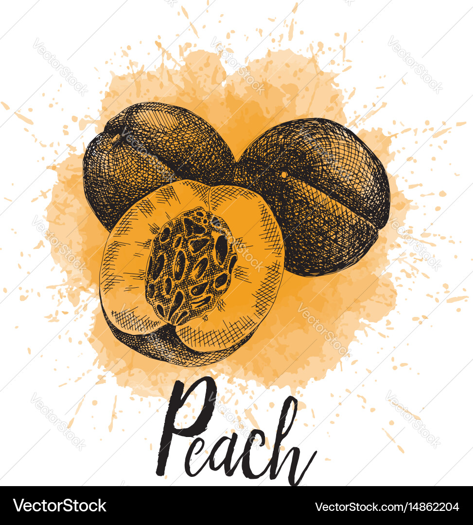 A peach in hand drawn Royalty Free Vector Image