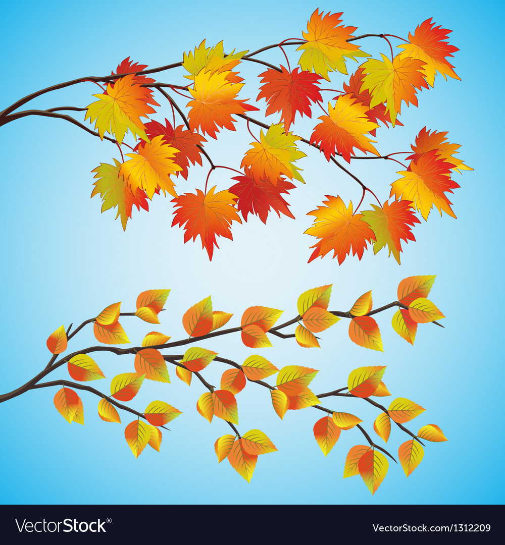 Set autumn tree Royalty Free Vector Image - VectorStock