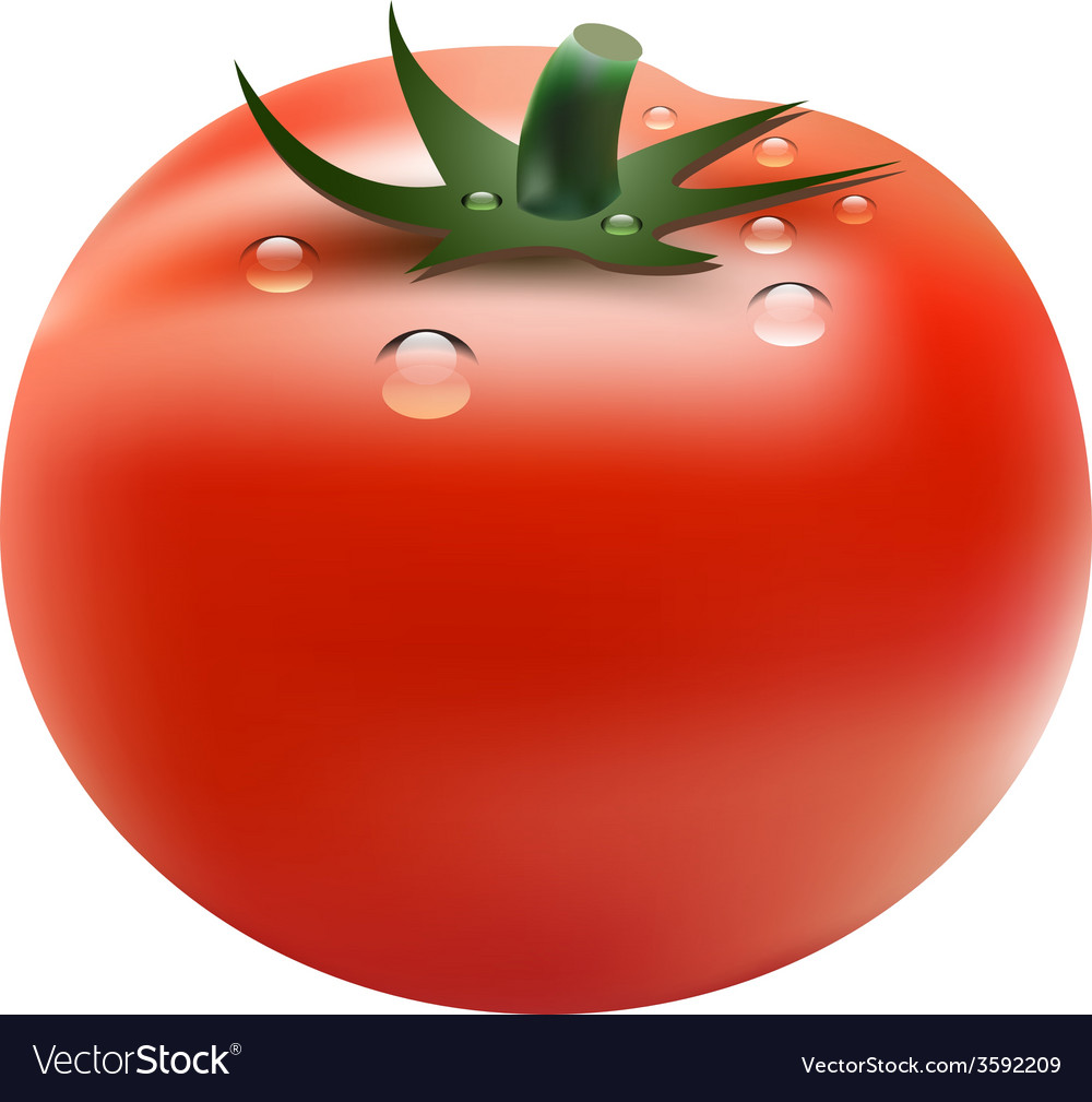 Tomato Royalty Free Vector Image - VectorStock Tomato Royalty Free Vector Image - VectorStock