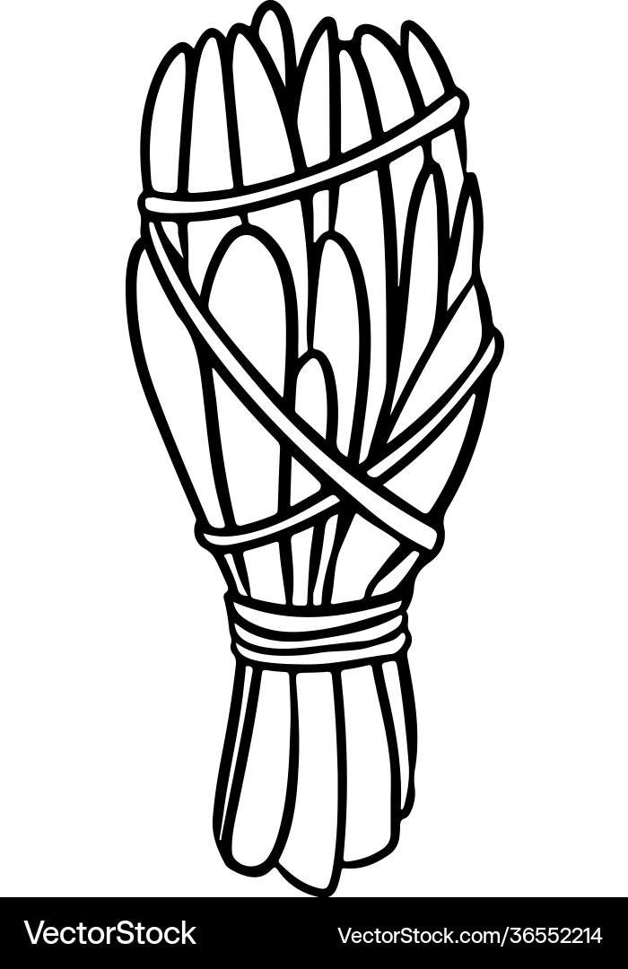 Sage smudge stick with threads hand-drawn doodle Vector Image