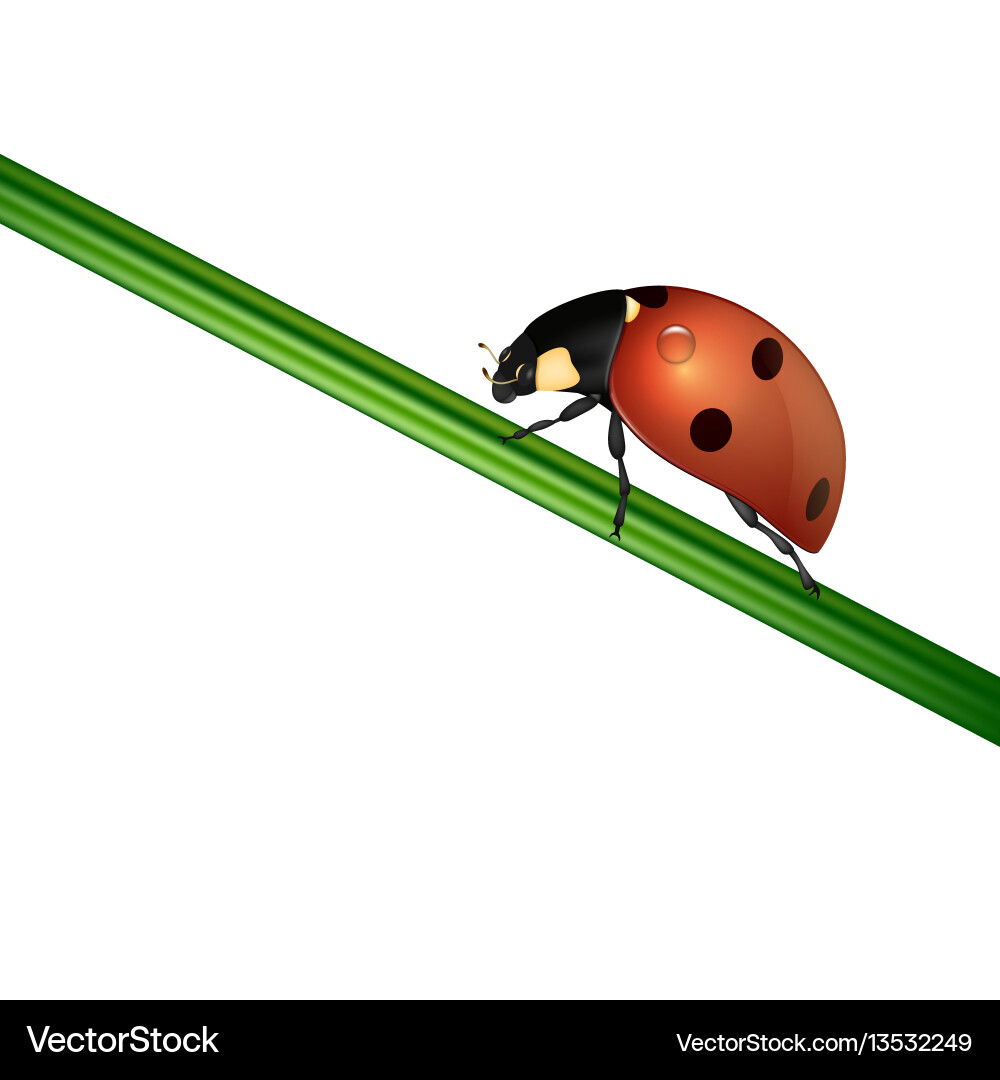 Background with realistic ladybug insect Vector Image
